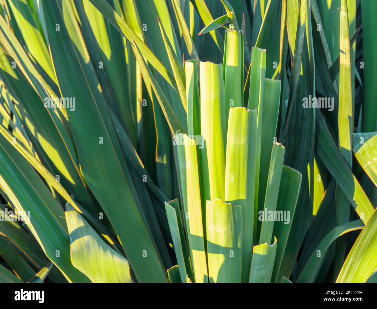 Sharp, thin palm leaves against the sky. Background from plants ...
