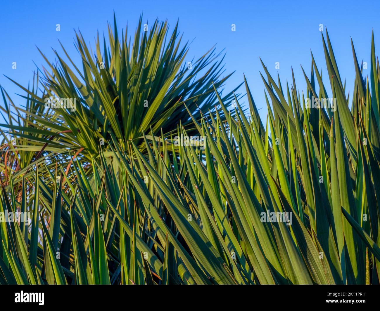 Sharp, thin palm leaves against the sky. Background from plants ...