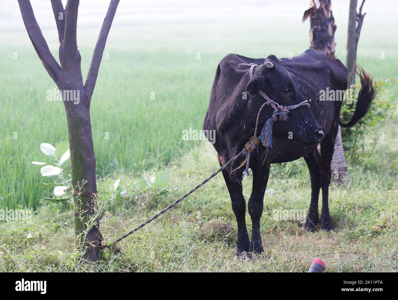 Amritsar. 14th Sep, 2022. Photo taken on Sept.14, 2022 shows a cow ...