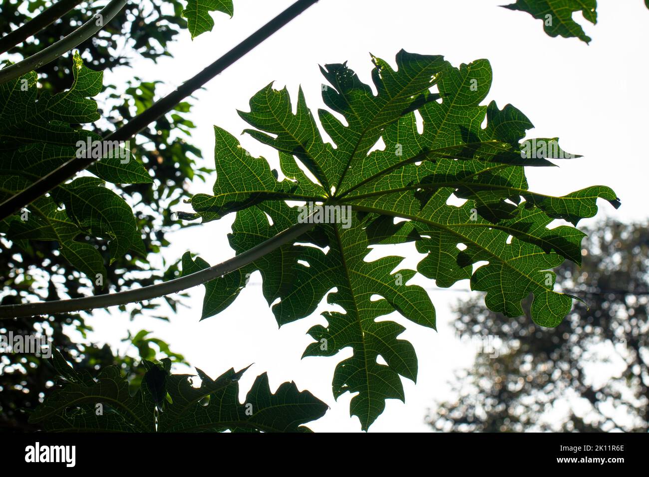 The leaf stalk of the papaya plant is finger-shaped with green leaves ...
