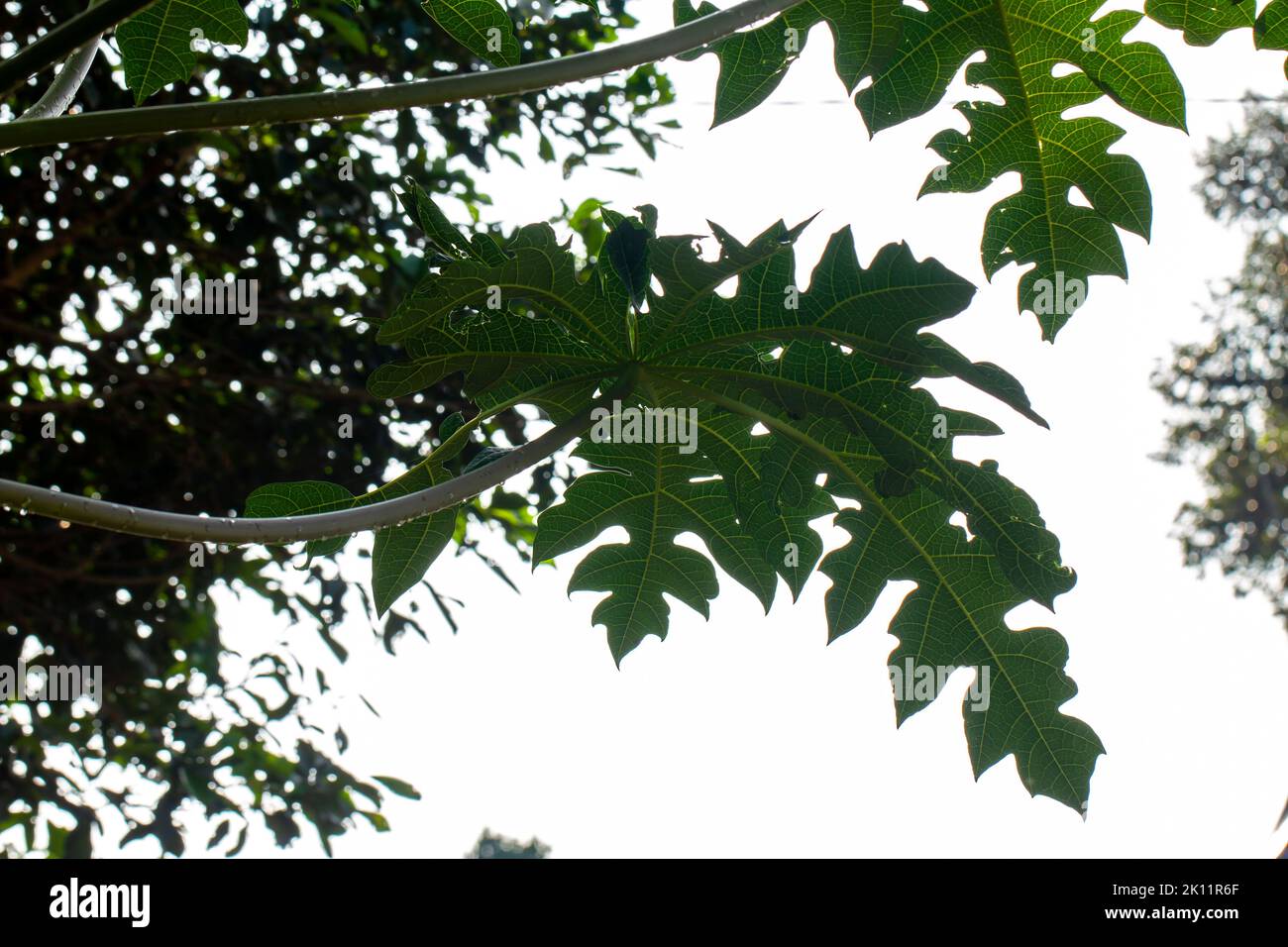 The leaf stalk of the papaya plant is finger-shaped with green leaves ...
