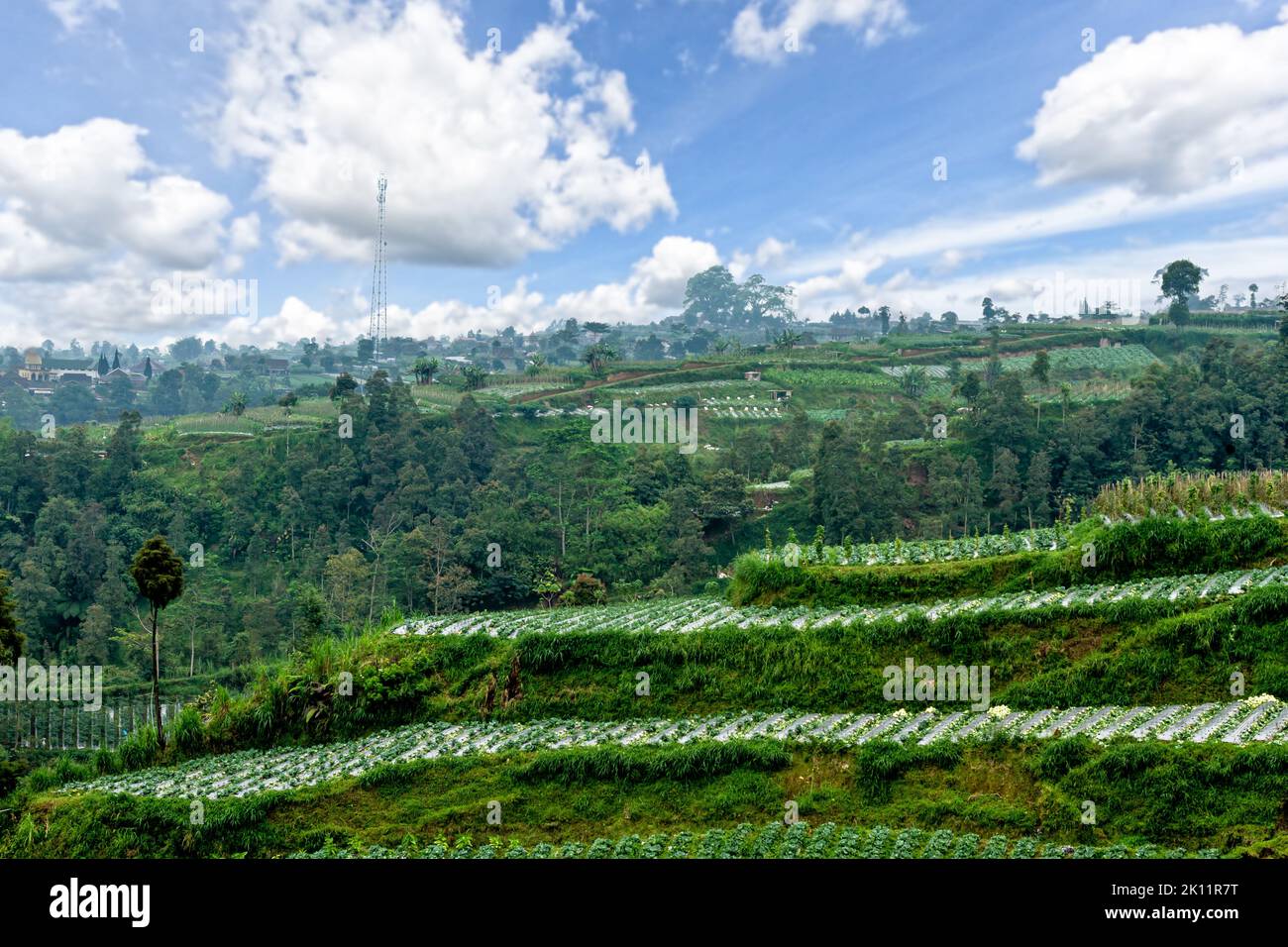 View of agricultural land in the highlands planted with various ...