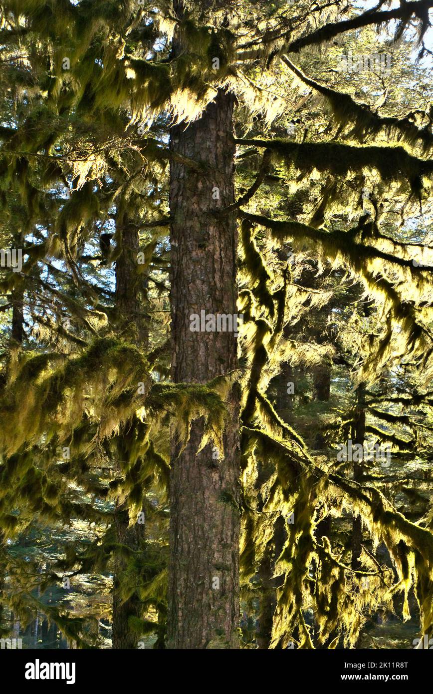 Hanging moss and usnea lichen in large trees in an old growth ...