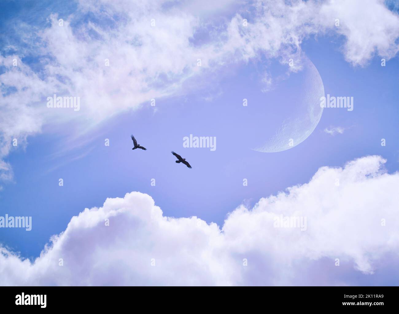 Two ravens flying together in a cloudy blue sky with a crescent moon ...