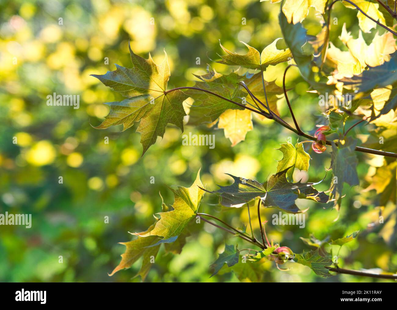 Maple leaves in dappled sunlight in spring Stock Photo - Alamy