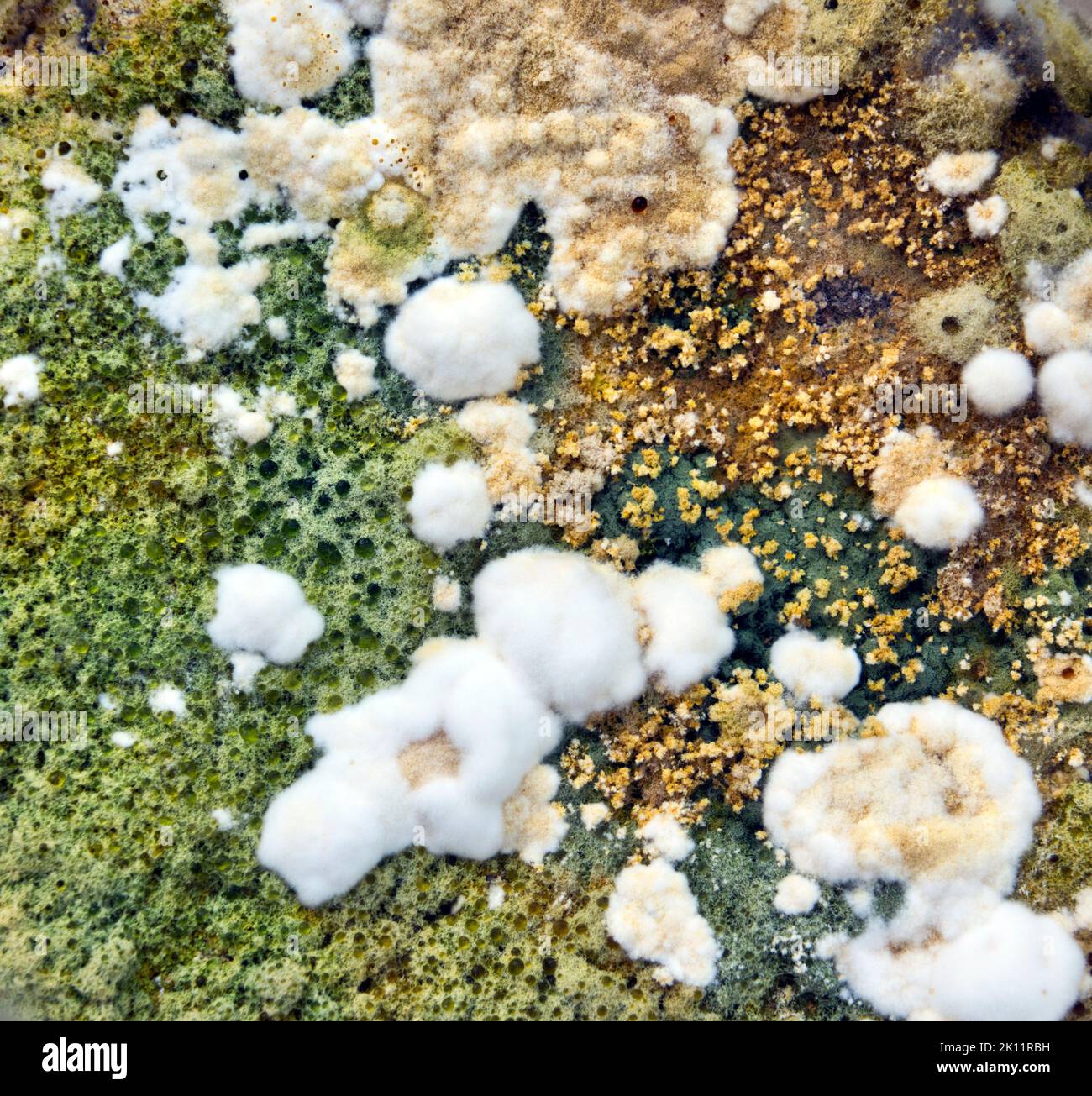 Colorful mold growing in a petri dish close up Stock Photo - Alamy