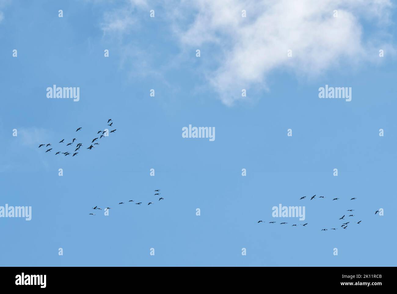 Flocks of sandhill cranes migrating from Alaska in a blue sky with ...