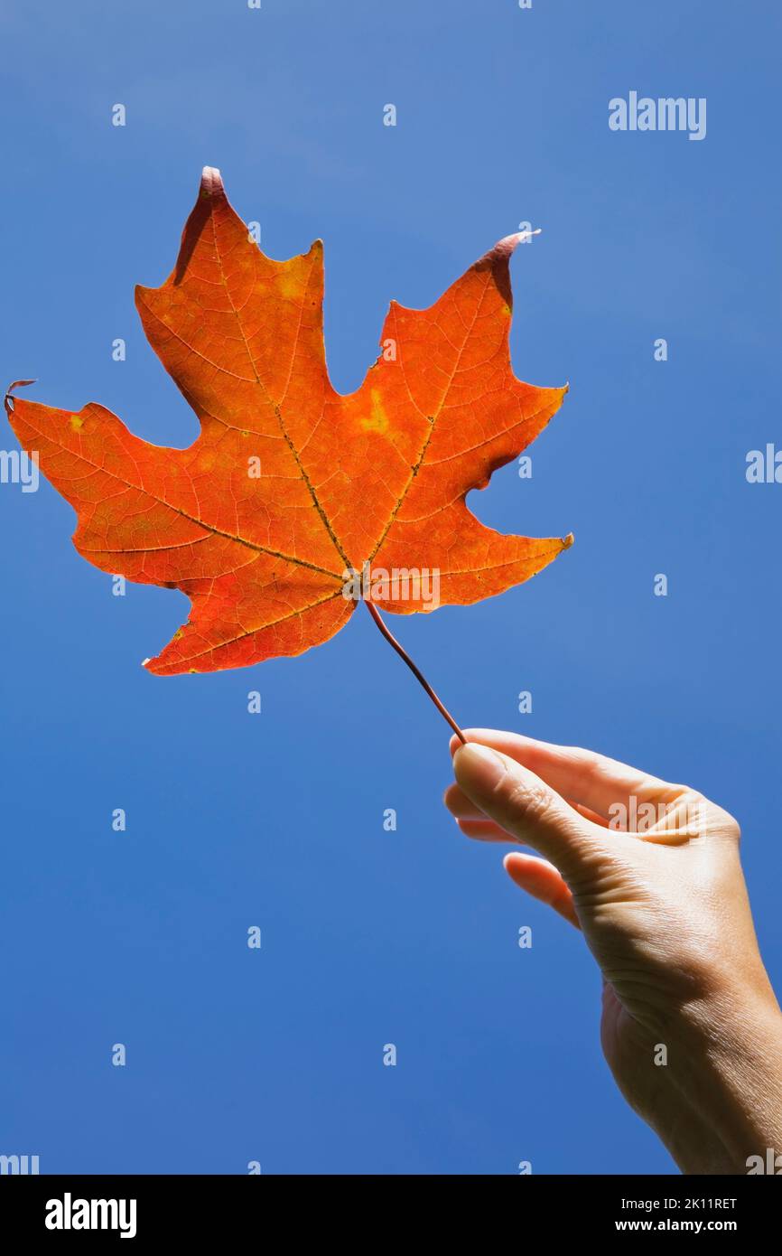 Leaf veins upclose hi-res stock photography and images - Alamy