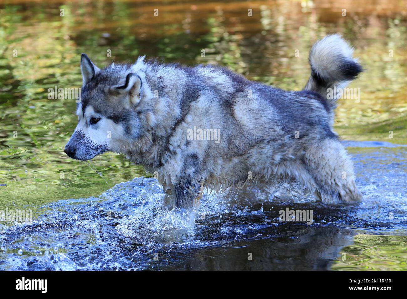 Malamute dog walking in the river, Quebec, Canada Stock Photo - Alamy