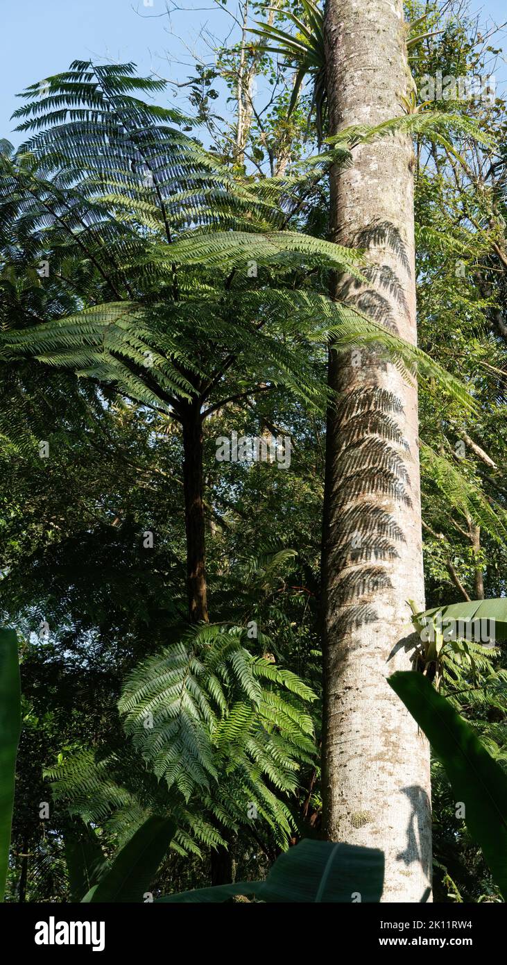 fern leaves next to a tree trunk in the forest Stock Photo - Alamy