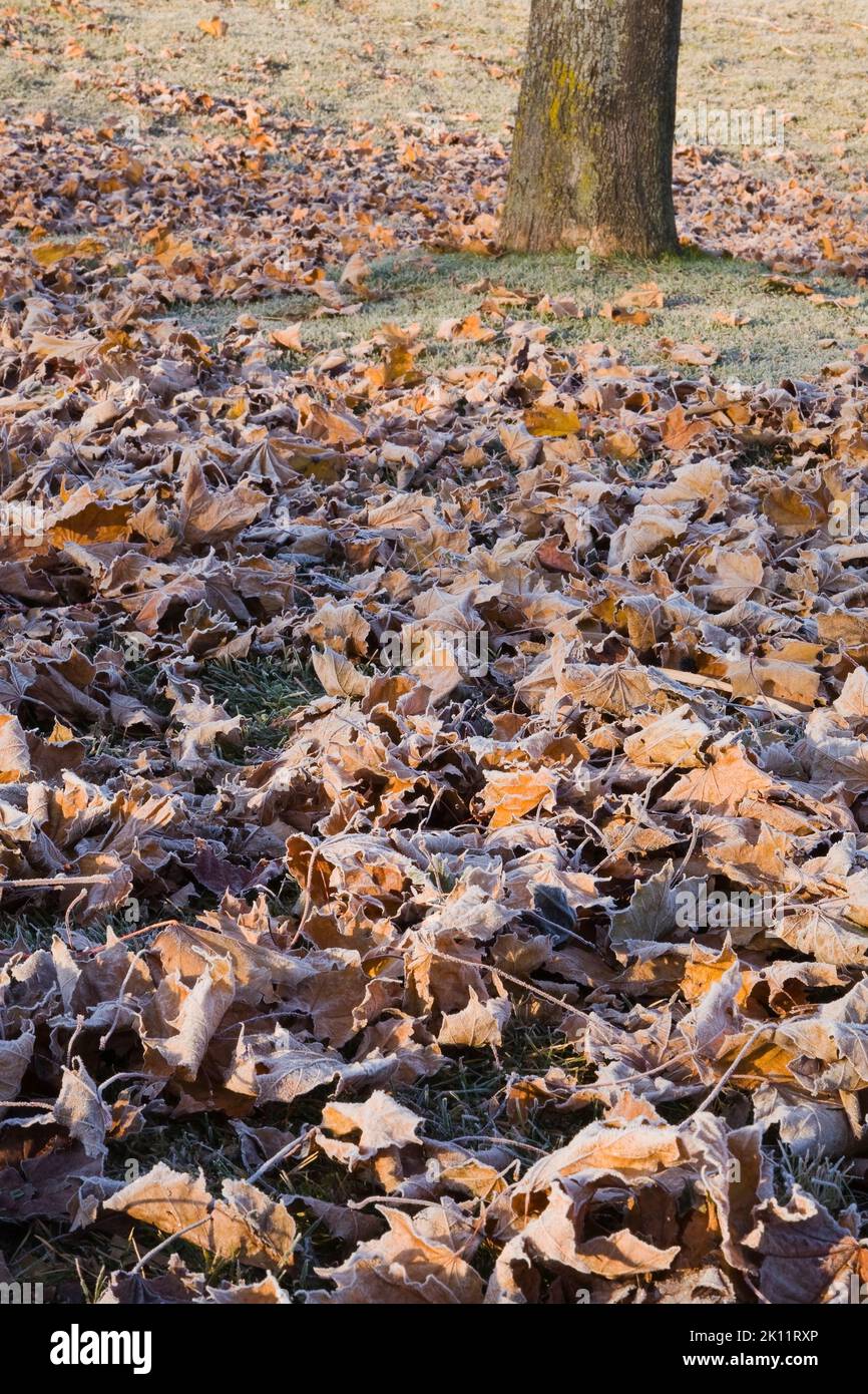 Acer tree dead hi-res stock photography and images - Alamy