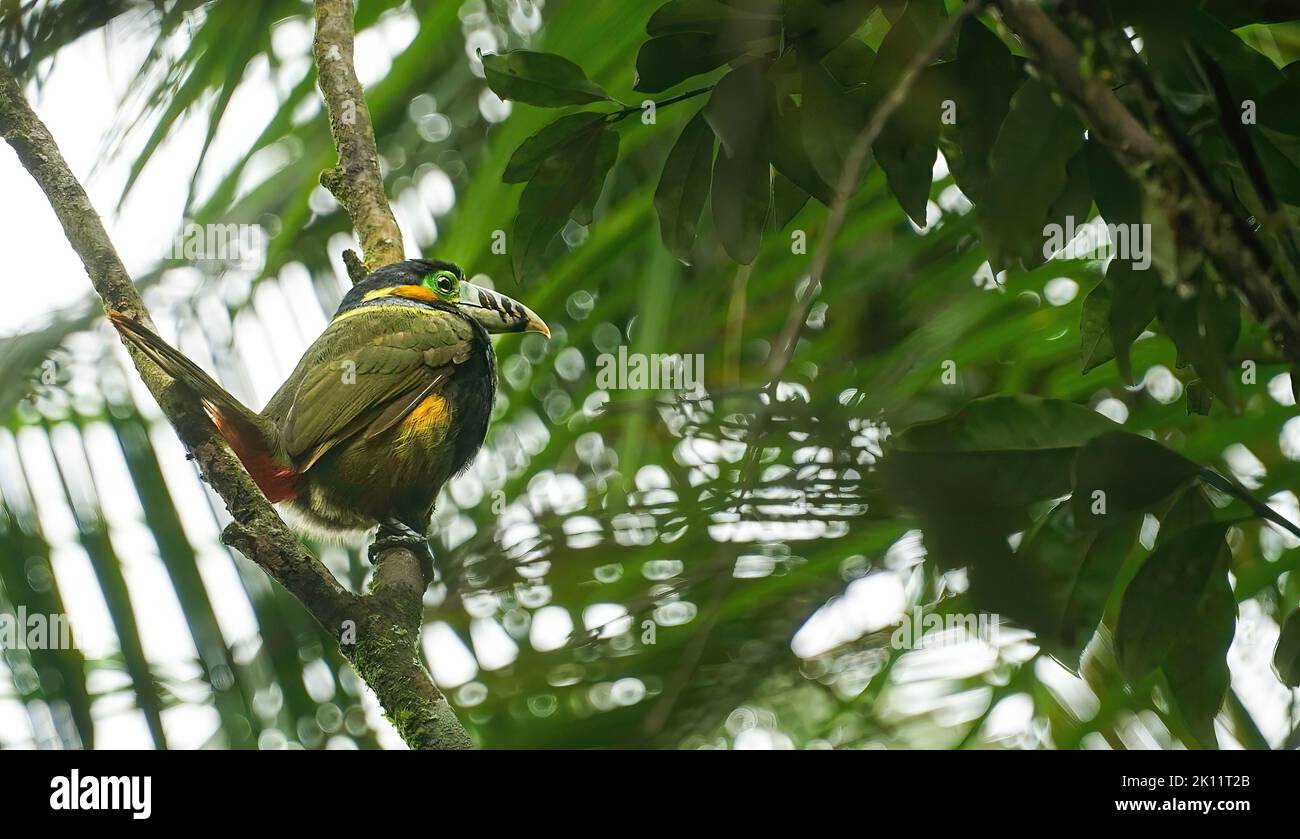 Poca aracari hi-res stock photography and images - Alamy