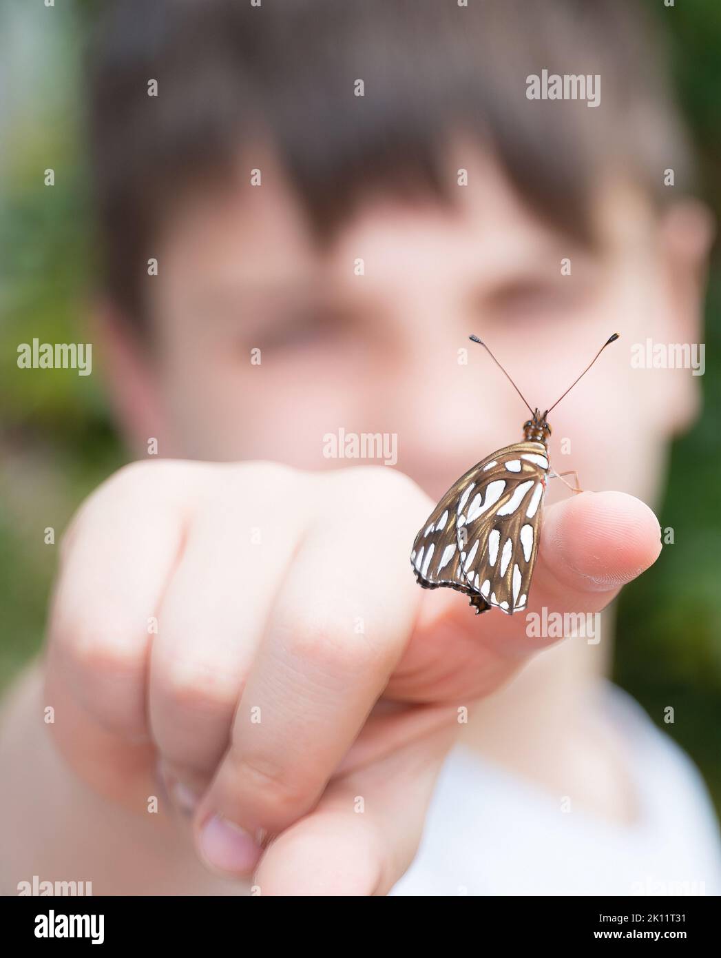 butterfly in a boy's hand Stock Photo - Alamy