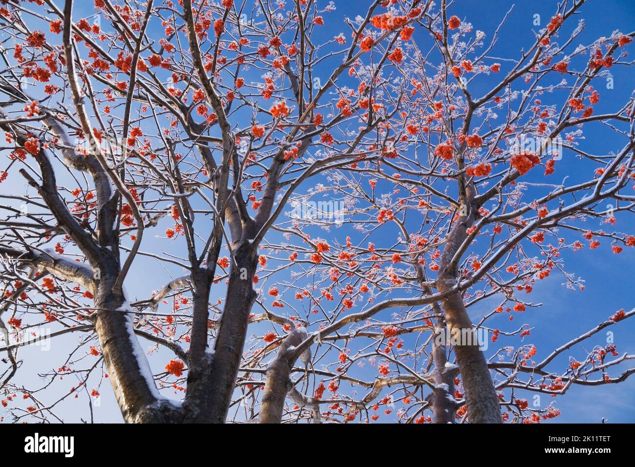 Sorbus americana - American Mountain Ash trees with ice covered orange ...