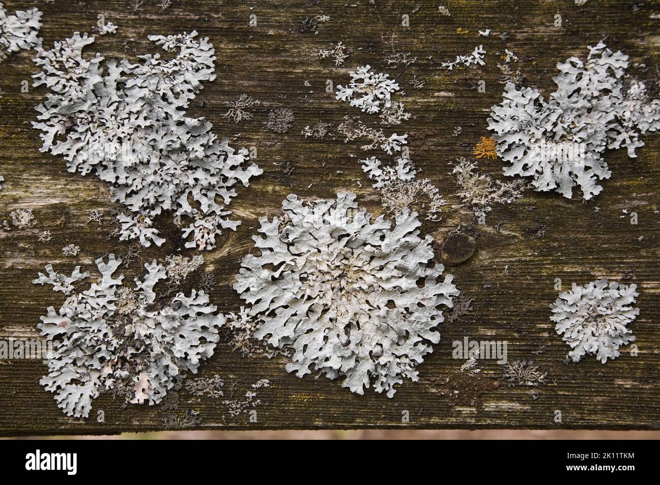 Lichen growth hi-res stock photography and images - Alamy