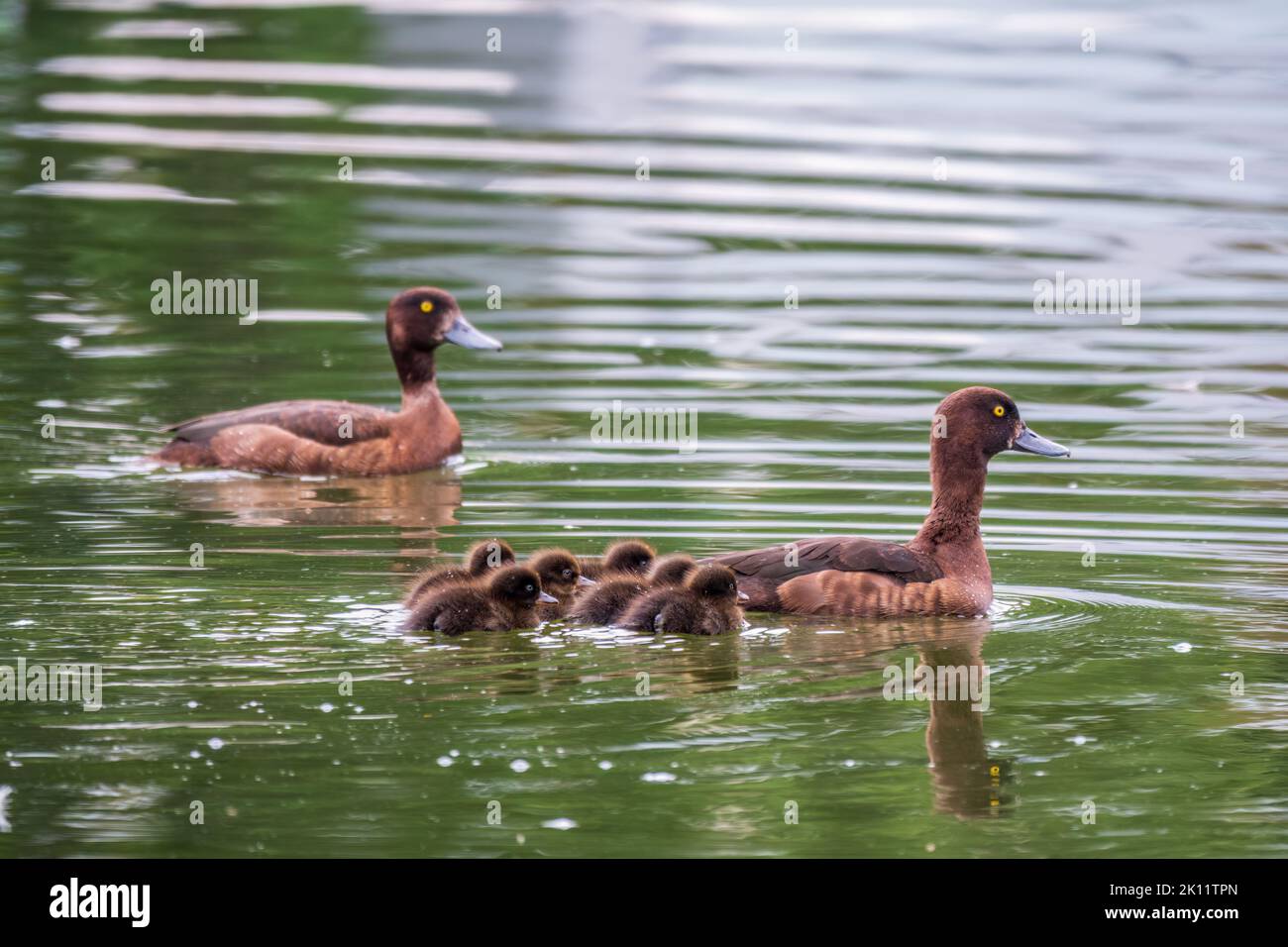 Tufted duck Family swims with their ducklings in green lake water. A ...