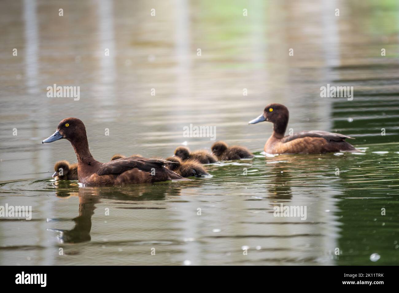 Tufted duck Family swims with their ducklings in green lake water. A ...