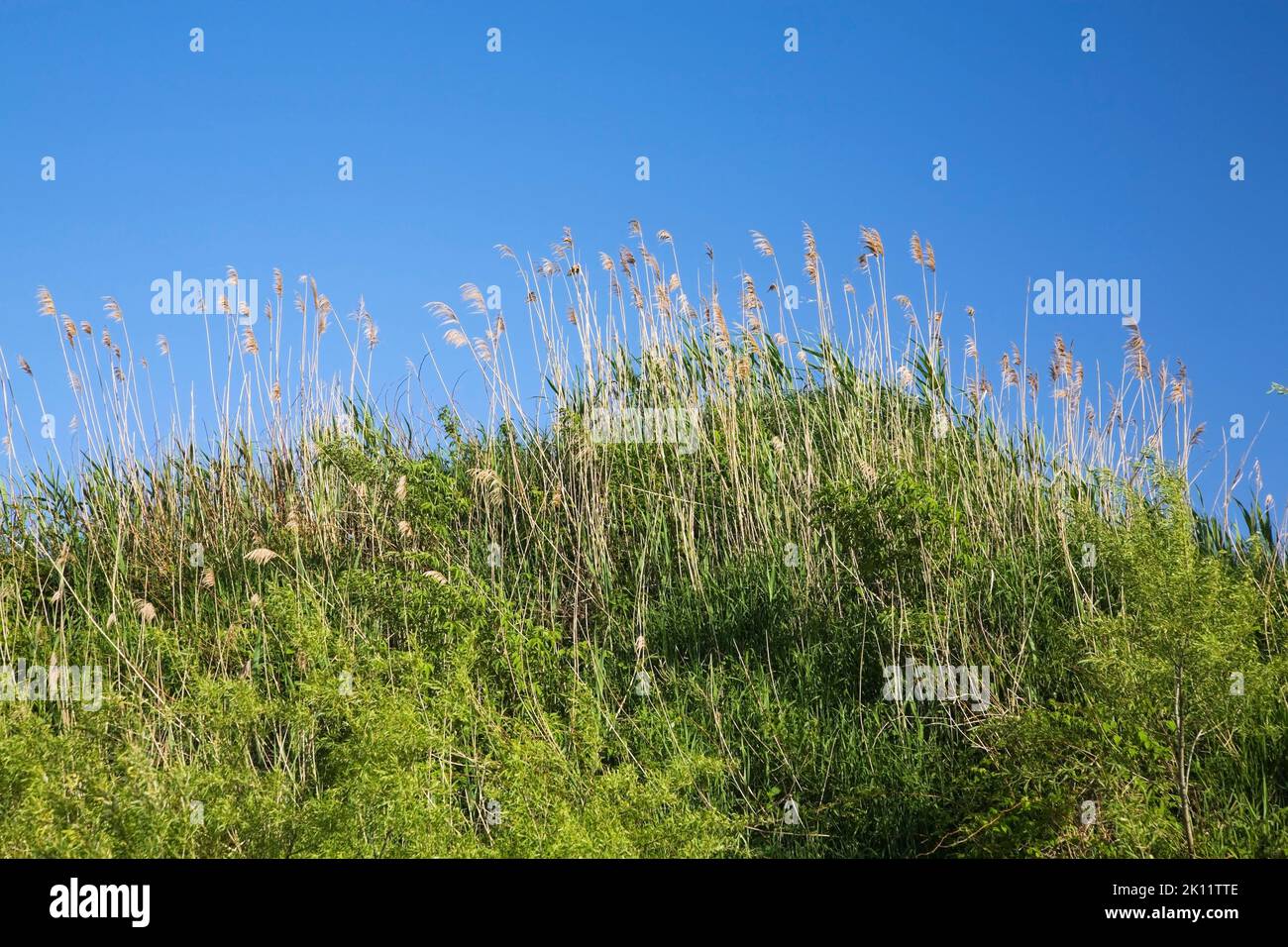 Perennial green plants and tall grass growing wild on top of mound of ...