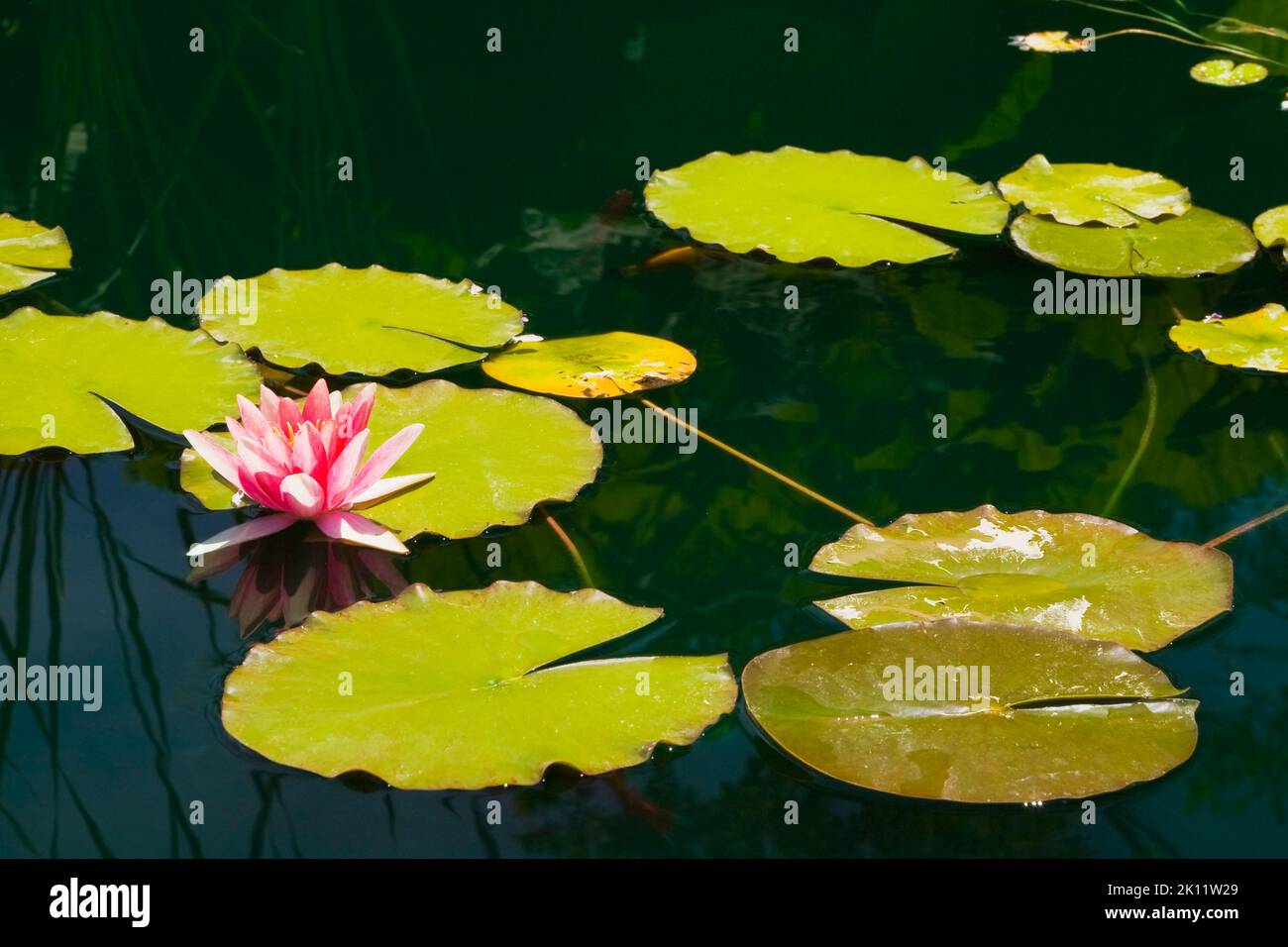Pink nymphaea flower on pond hi-res stock photography and images - Alamy