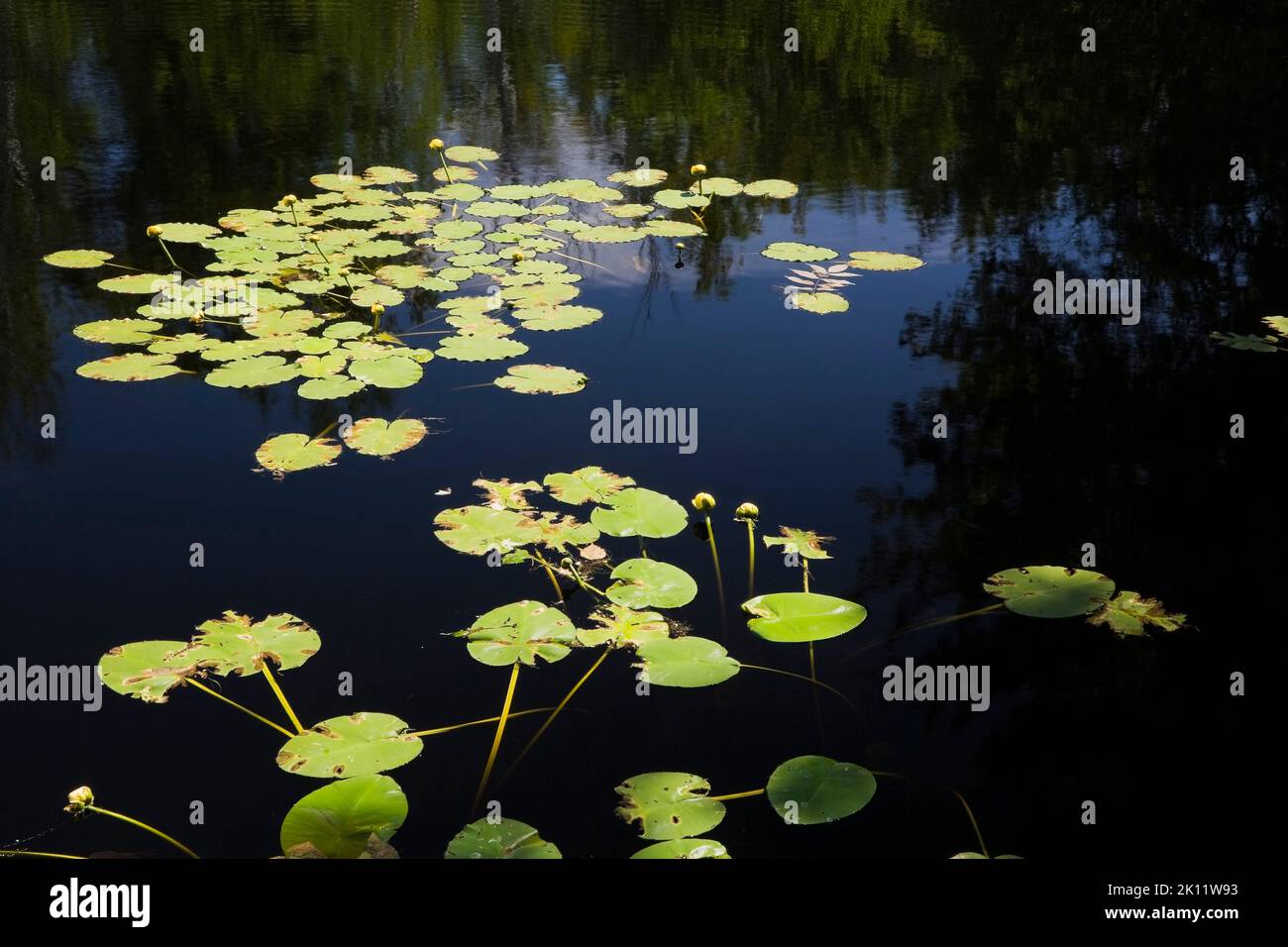 Nymphaea - Water Lilies floating on lake surface in spring Stock Photo ...