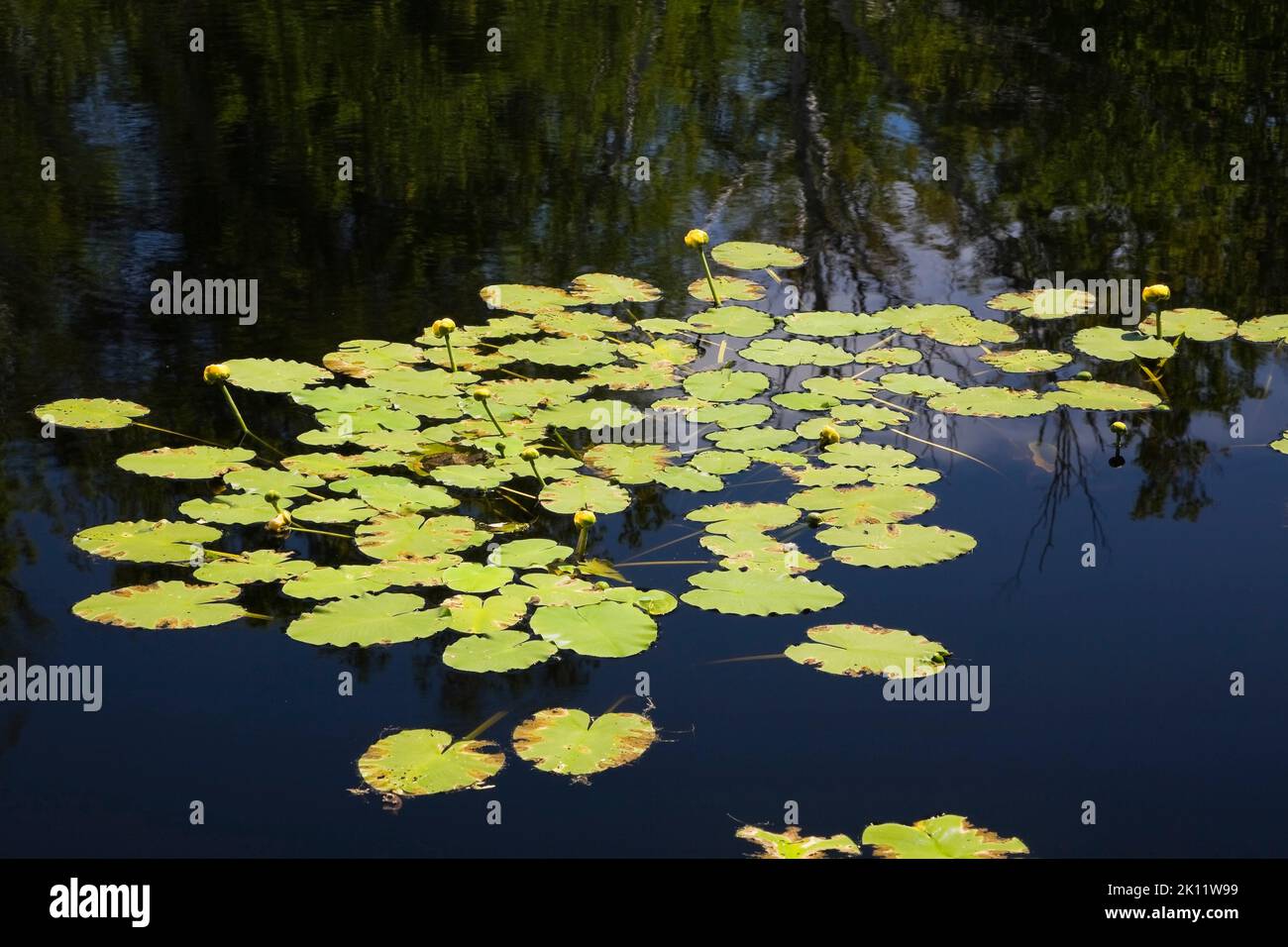 Nymphaea - Water Lilies floating on lake surface in spring Stock Photo ...