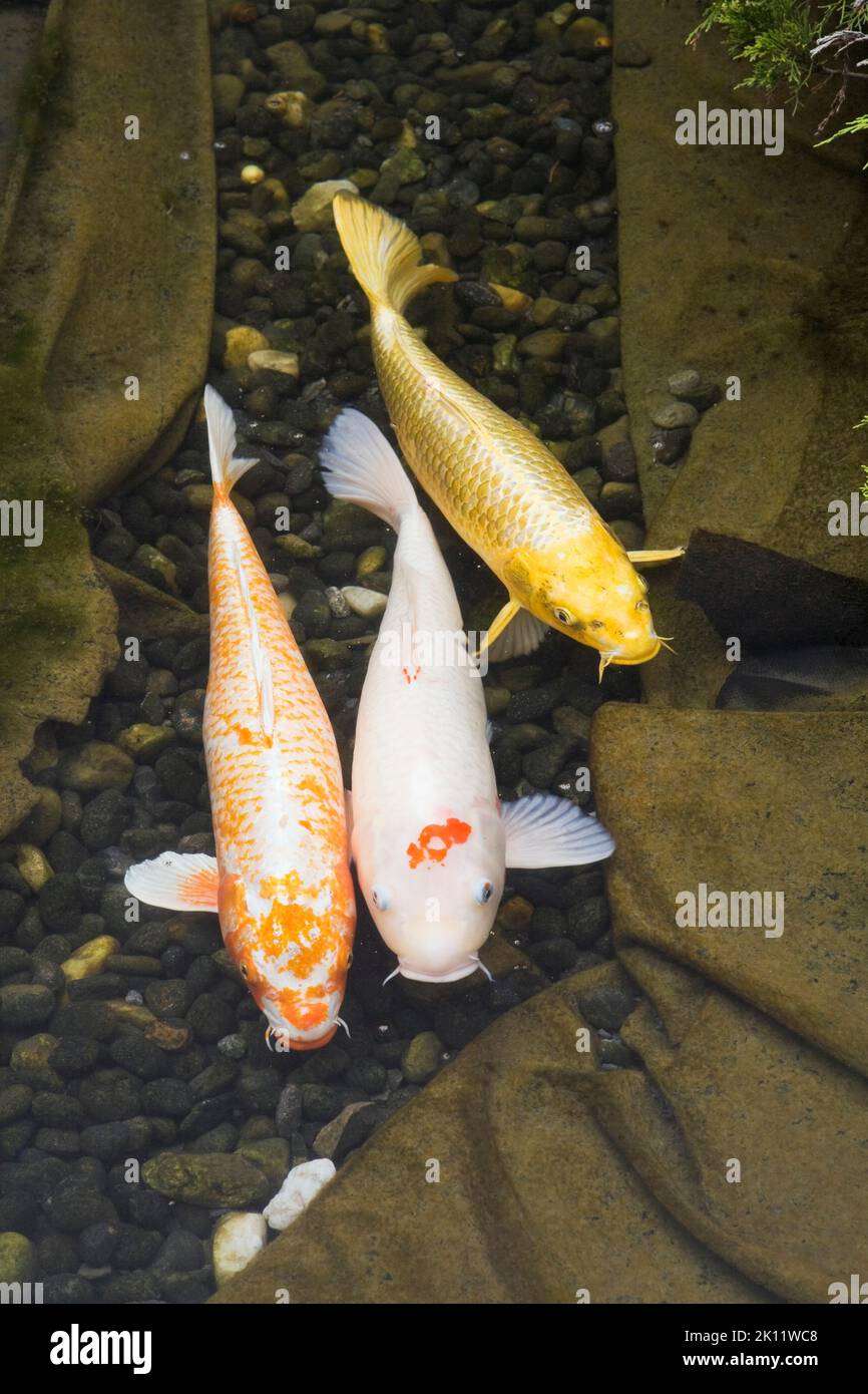 Three golden fish in water hi-res stock photography and images - Alamy