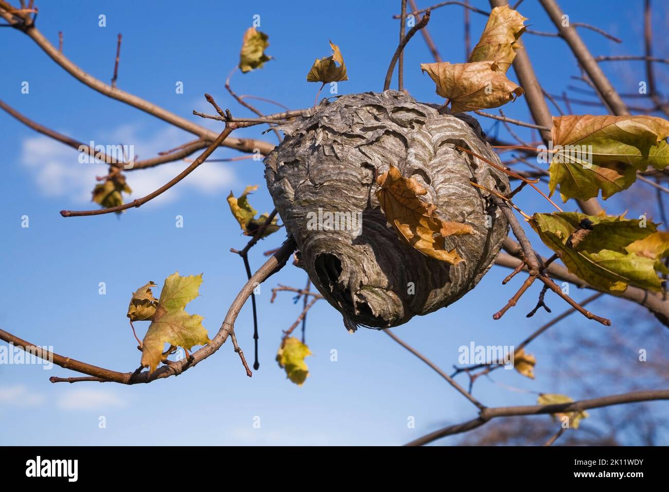 Vacated Polistes - Paper Wasp nest in branches of Acer - Maple tree in ...