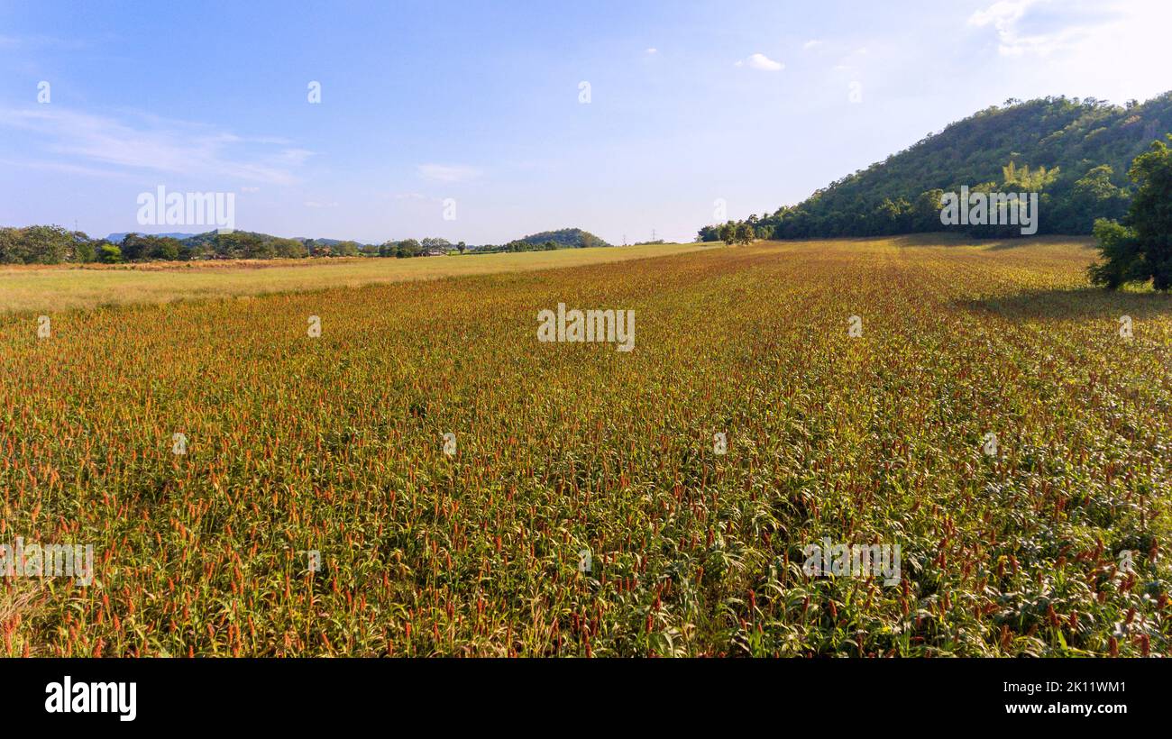 Millet or Sorghum an important cereal crop in field, Sorghum a widely ...