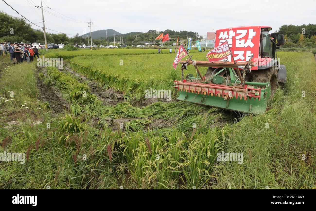 15th Sep, 2022. Farmers rally to call on gov't to hike rice prices A ...
