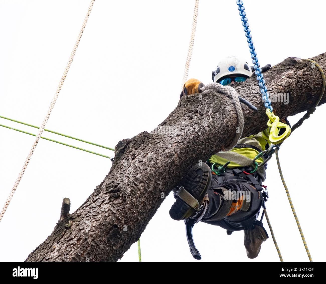 Man cutting tree in Cut Out Stock Images & Pictures - Alamy