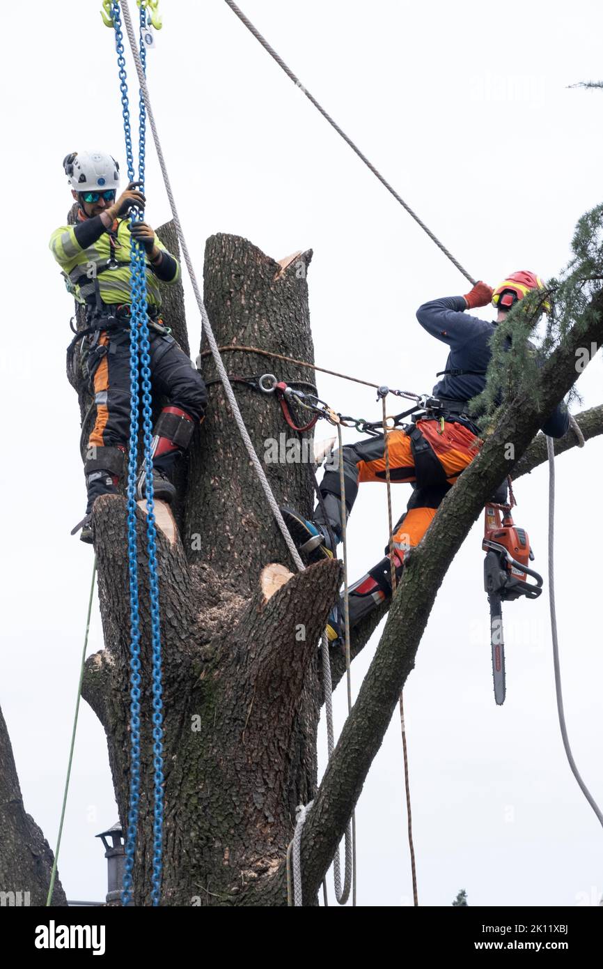 Man climb cedar tree hi-res stock photography and images - Alamy