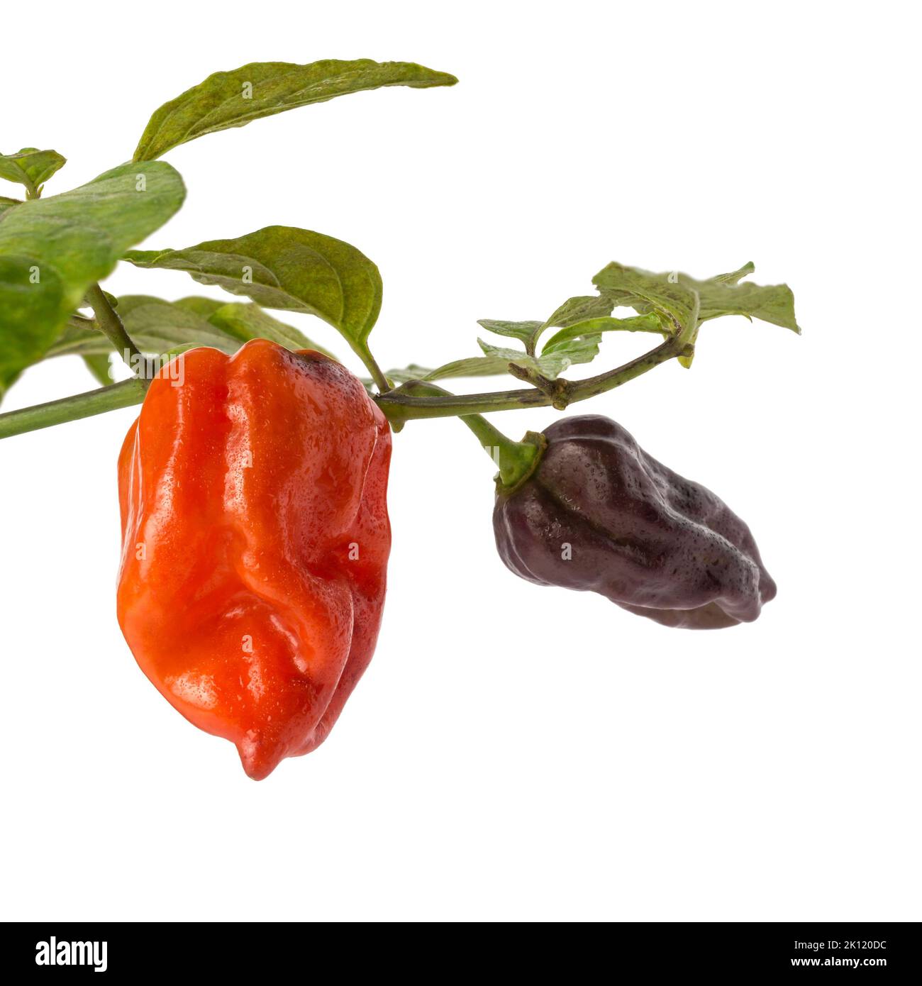 close-up of habanero chili peppers grow in the plant, red and purple ...
