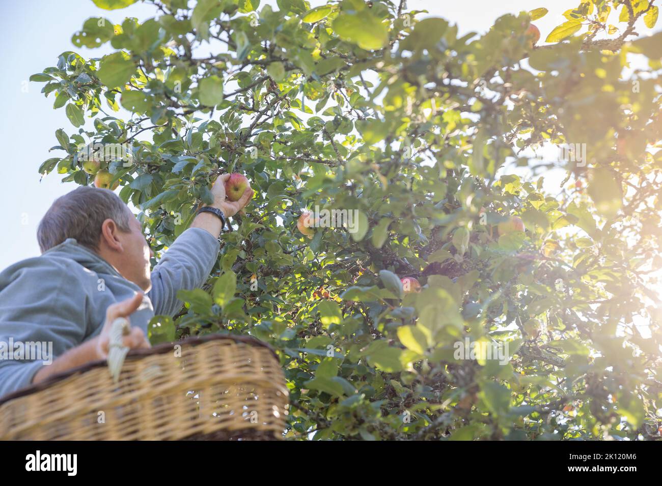 Harvest time. apple tree, unrecognized person, farmer is ready to pluck ...