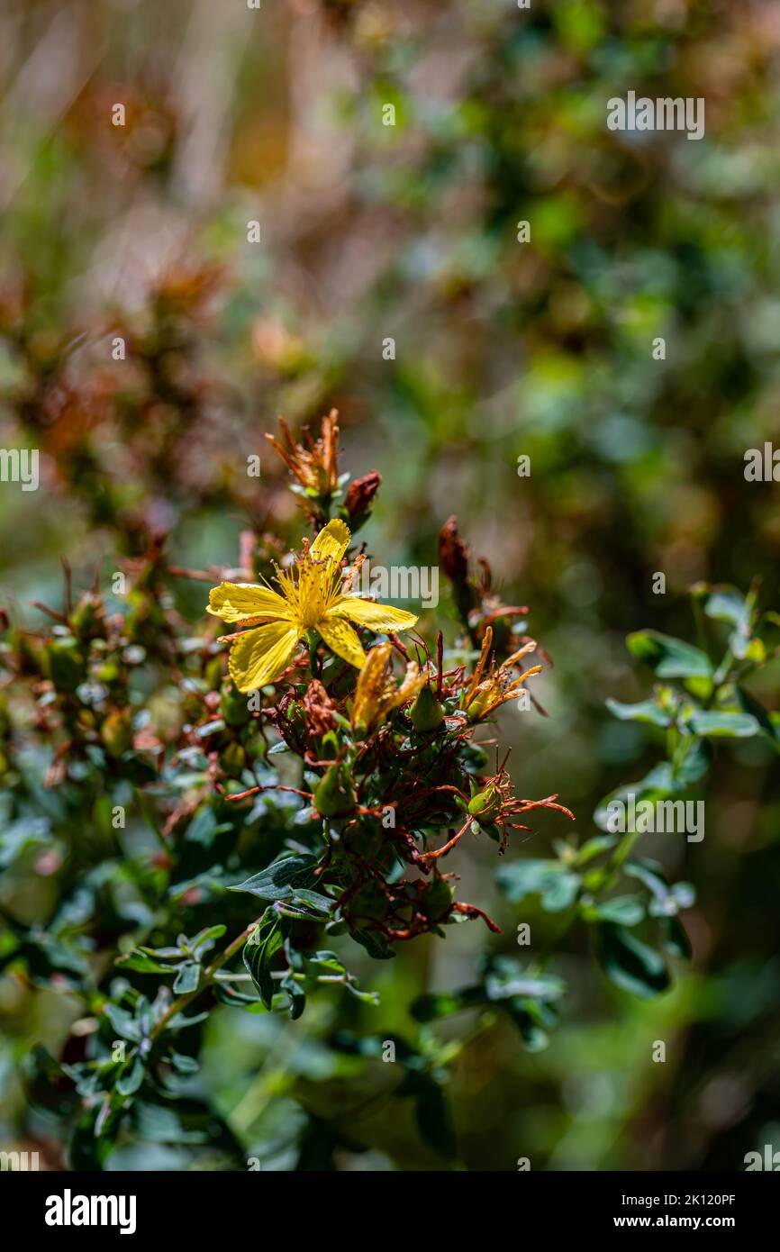 Hypericum perforatum flower in meadow Stock Photo - Alamy