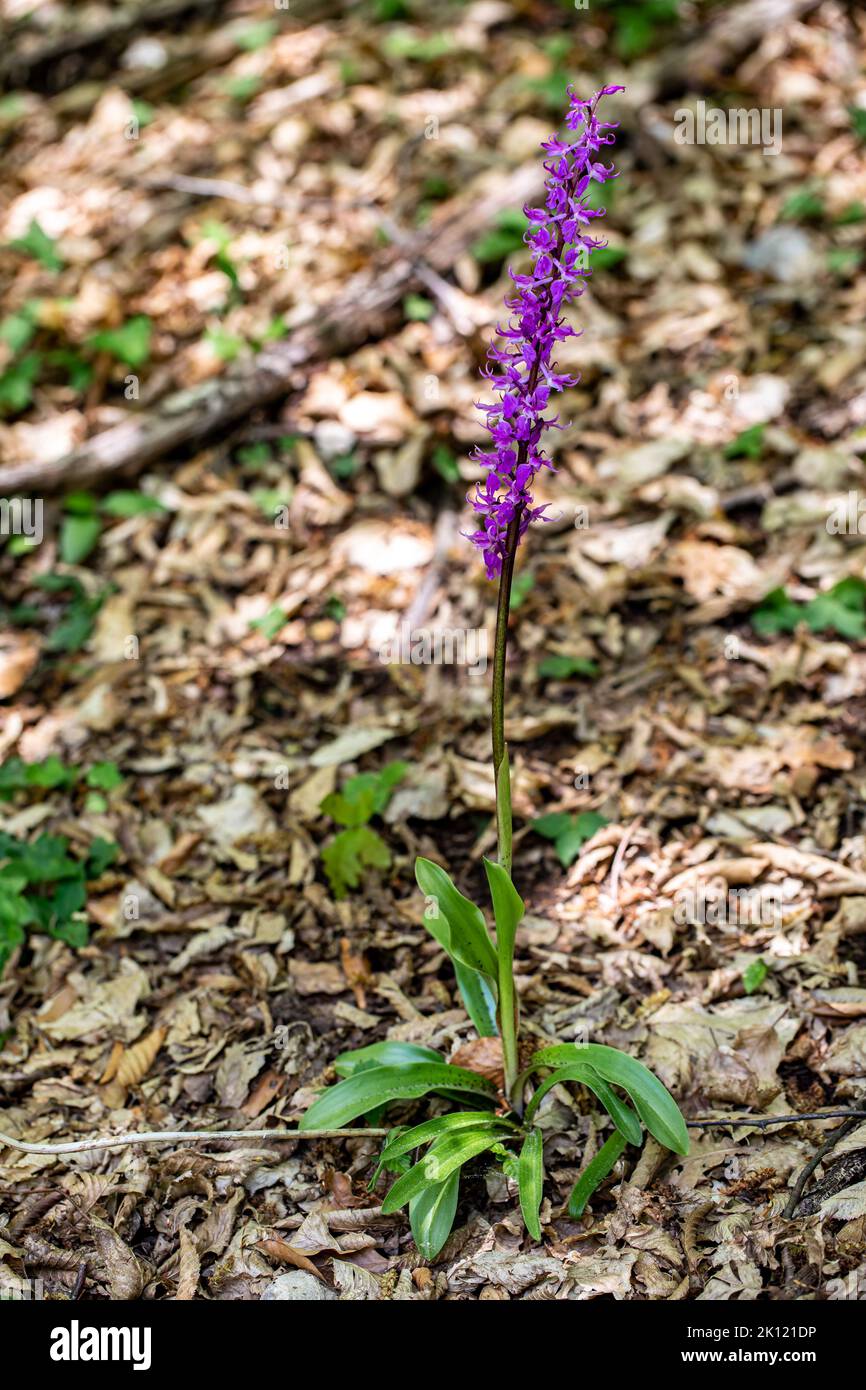 Orchis mascula flower growing in meadow, close up Stock Photo - Alamy