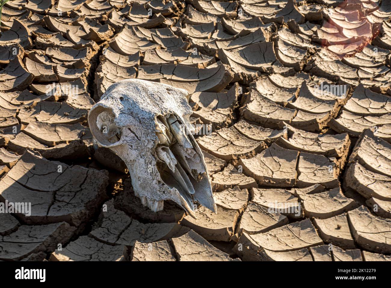 Weathered cattle skull lying in a parched wasteland with cracked earth ...
