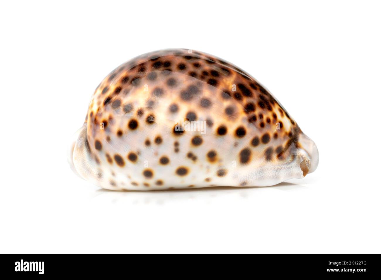 Image of tiger cowrie (Cypraea tigris) on a white background. Undersea ...