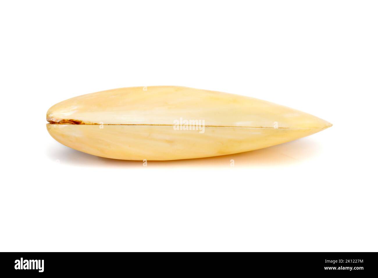 Image of beautiful pale yellow sea shells on a white background ...