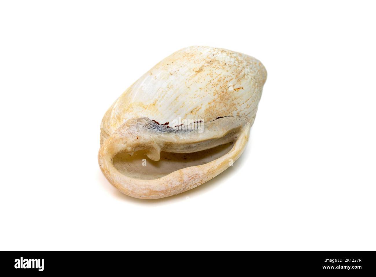 Image of very old white phalium granulatum sea shell isolated on white ...