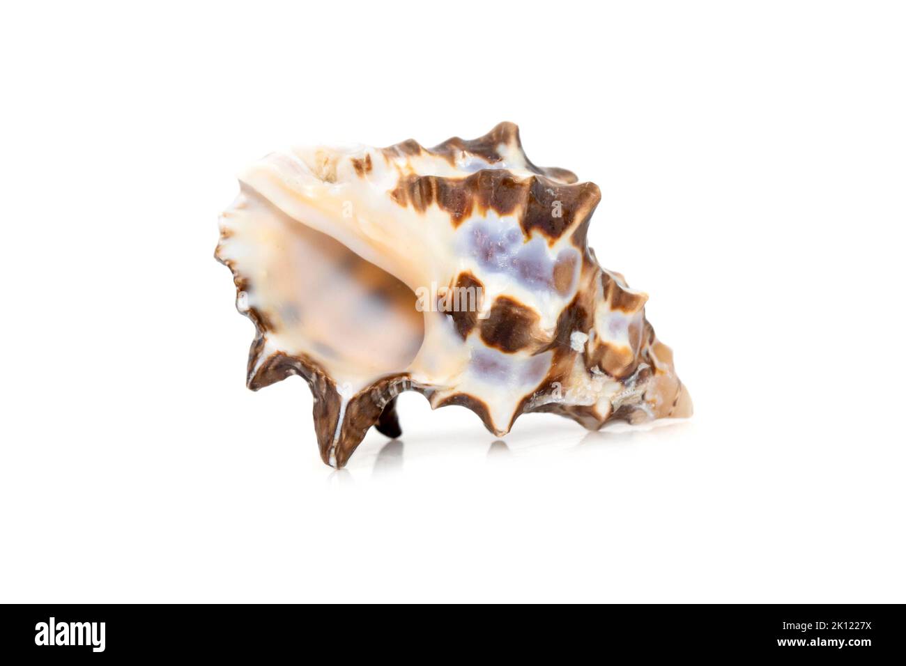 Image of reishia bitubercularis sea shells, common names bituberculate ...