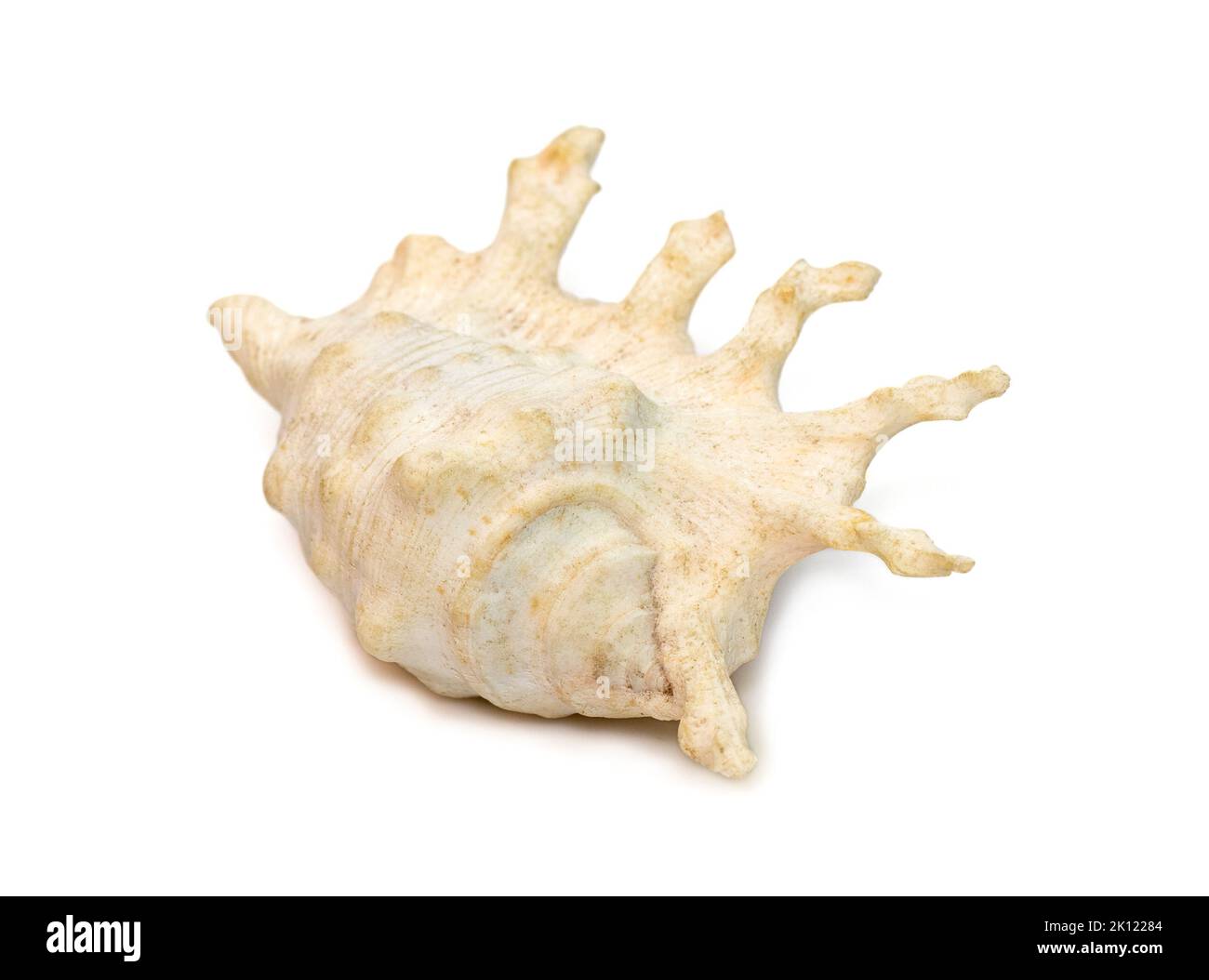 Image of lambis scorpius sea shell, common name the scorpion conch or ...
