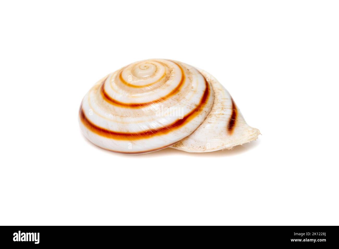 Theba is a taxonomic genus of air-breathing land snails, medium-sized ...