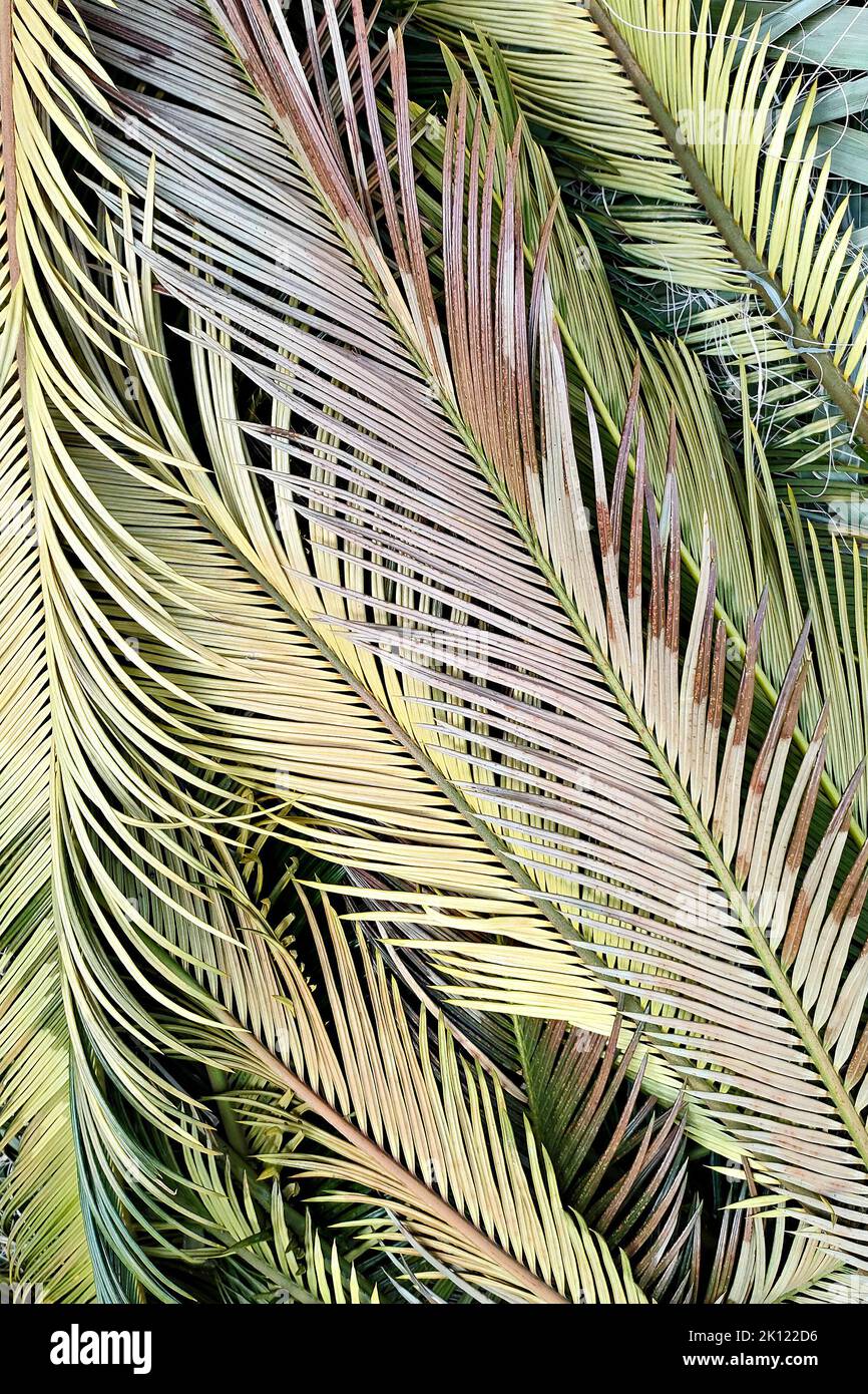 Vertical leaves background hi-res stock photography and images - Alamy