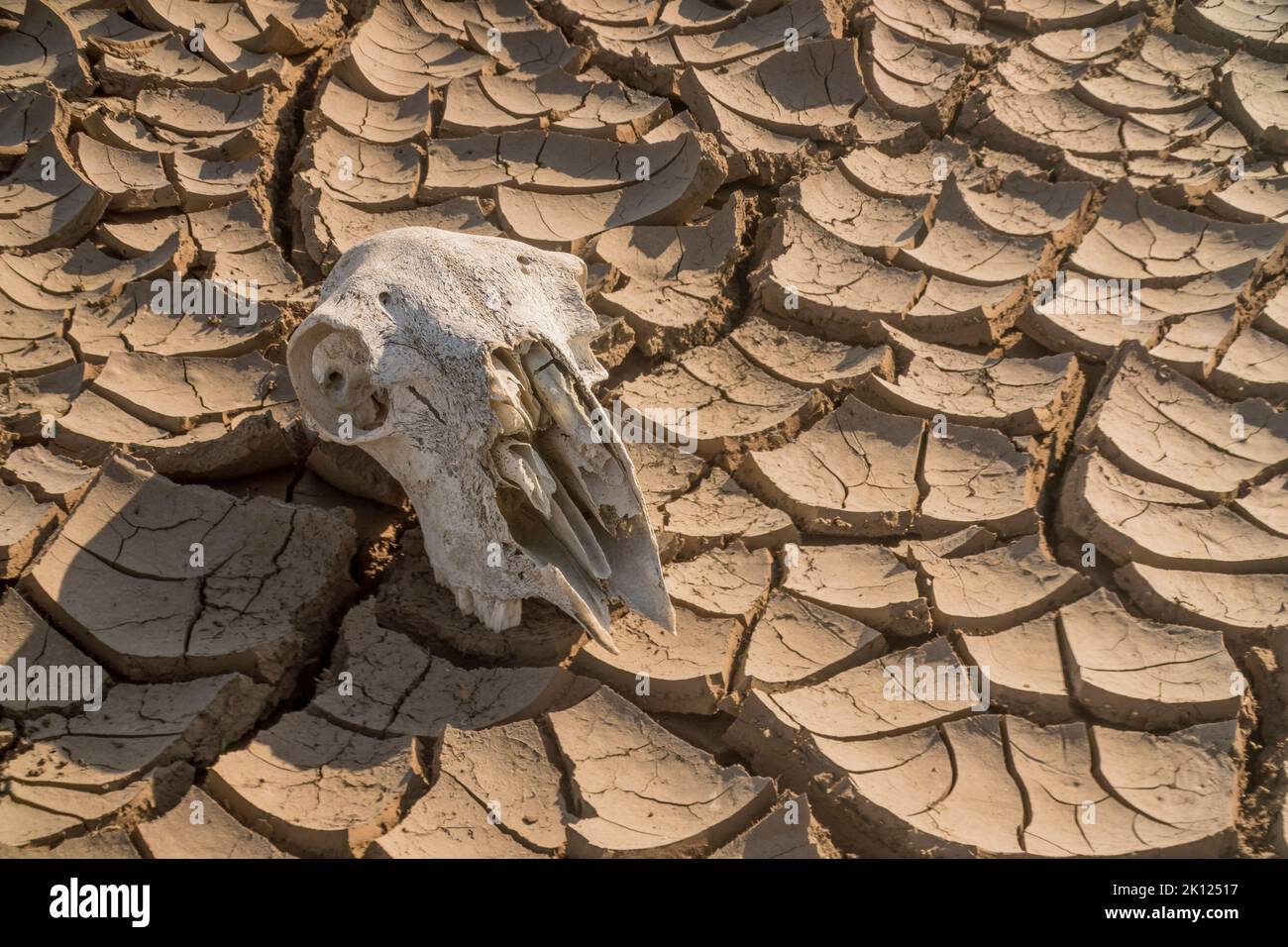 Weathered cattle skull lying in a parched wasteland with cracked earth ...