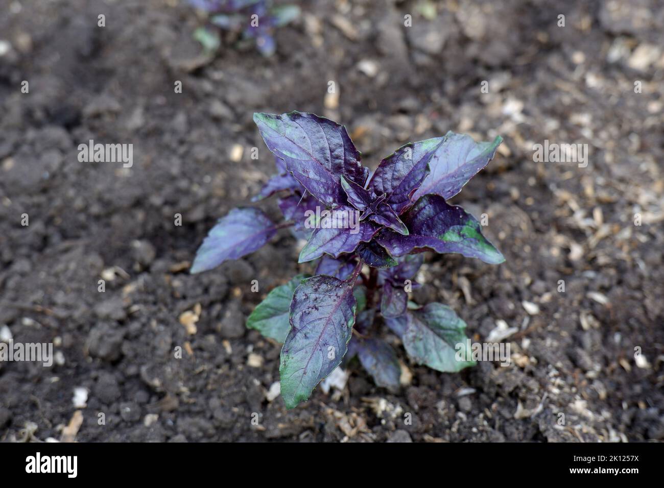 Fresh purple basil in a garden bed. The plant grows in the soil in the ...