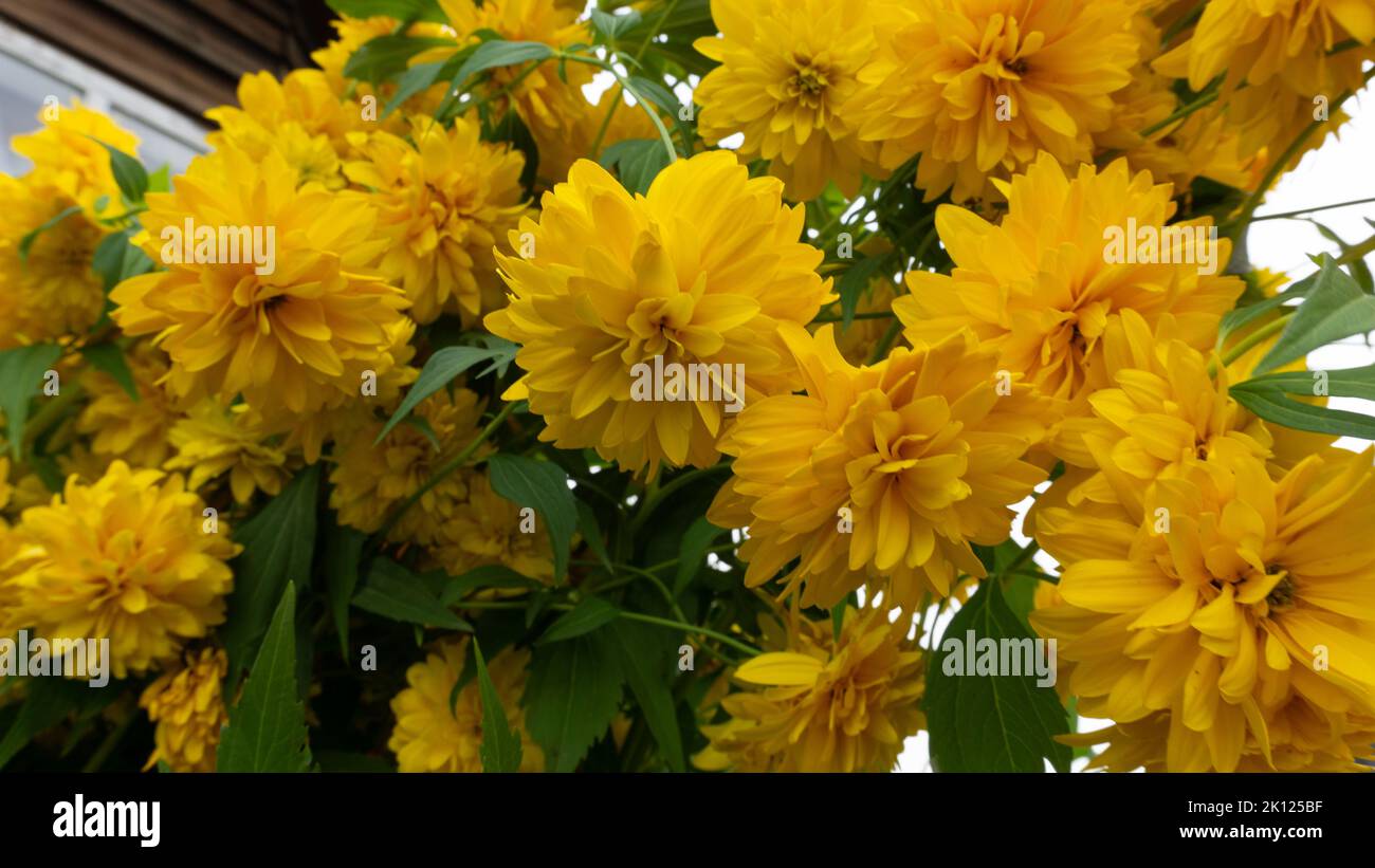 Large yellow flowers of Rudbeckia laciniata in front of a rustic house ...