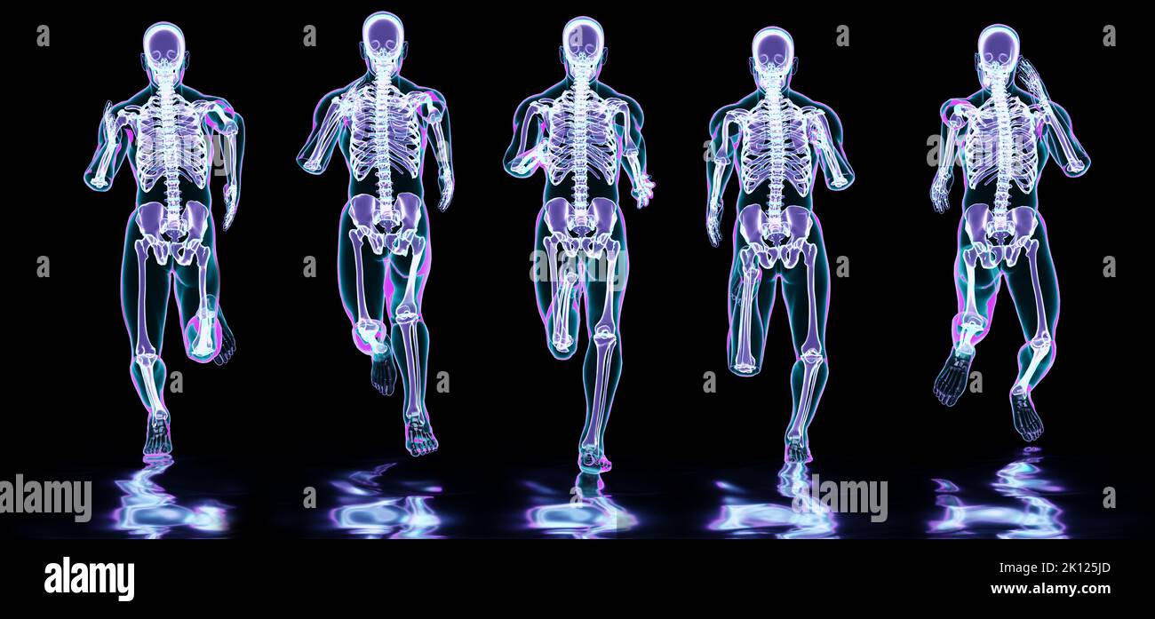 skeleton system of running man, bone Anatomy while run, human physical ...