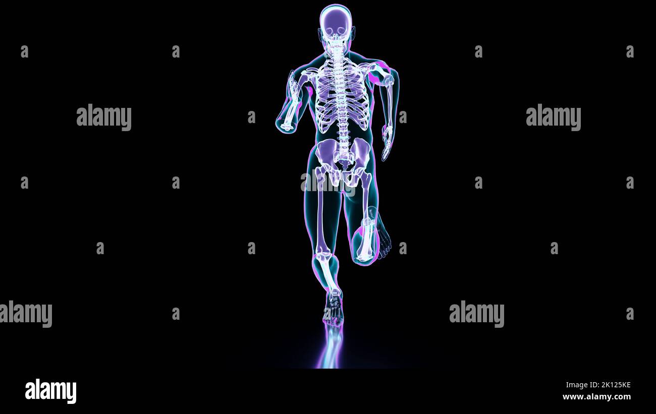 skeleton system of running man, bone Anatomy while run, human physical ...