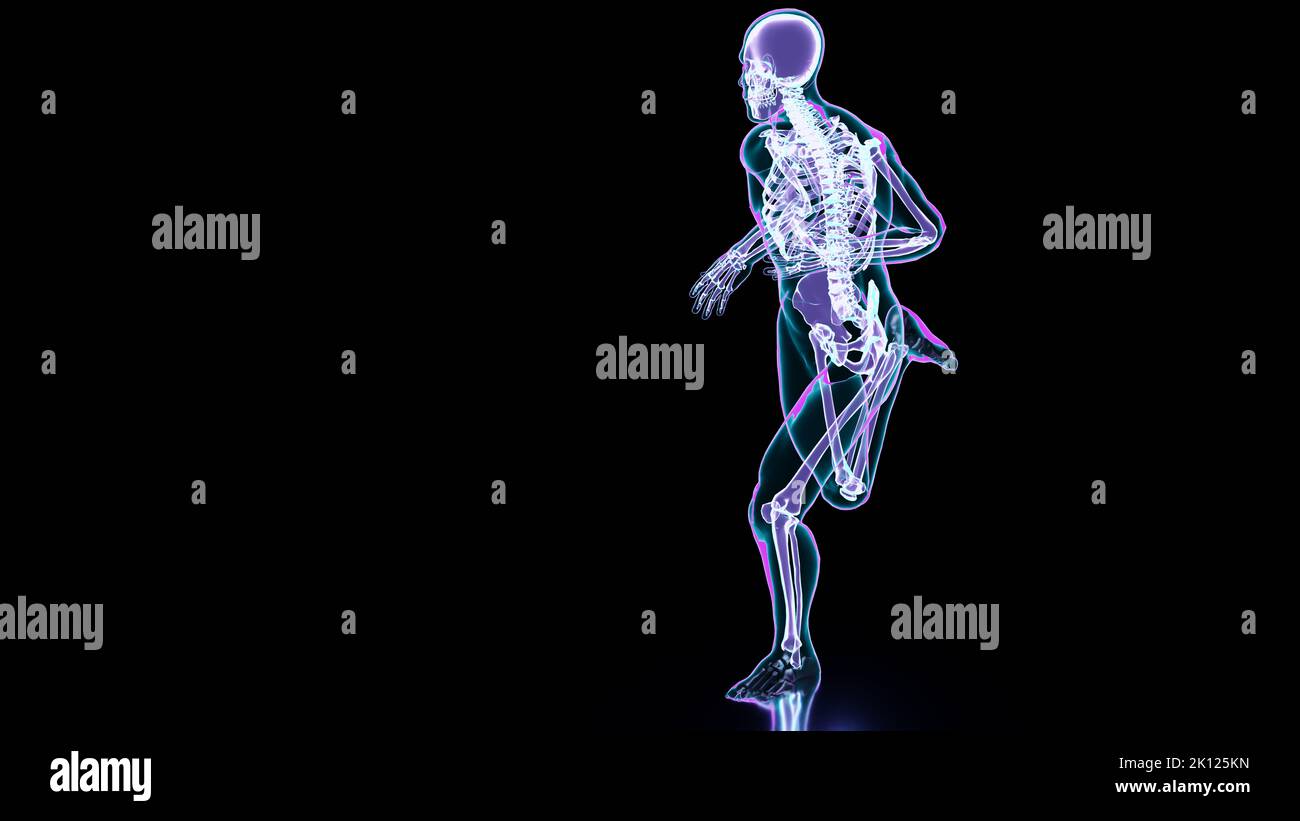 skeleton system of running man, bone Anatomy while run, human physical and sport, joggers ...