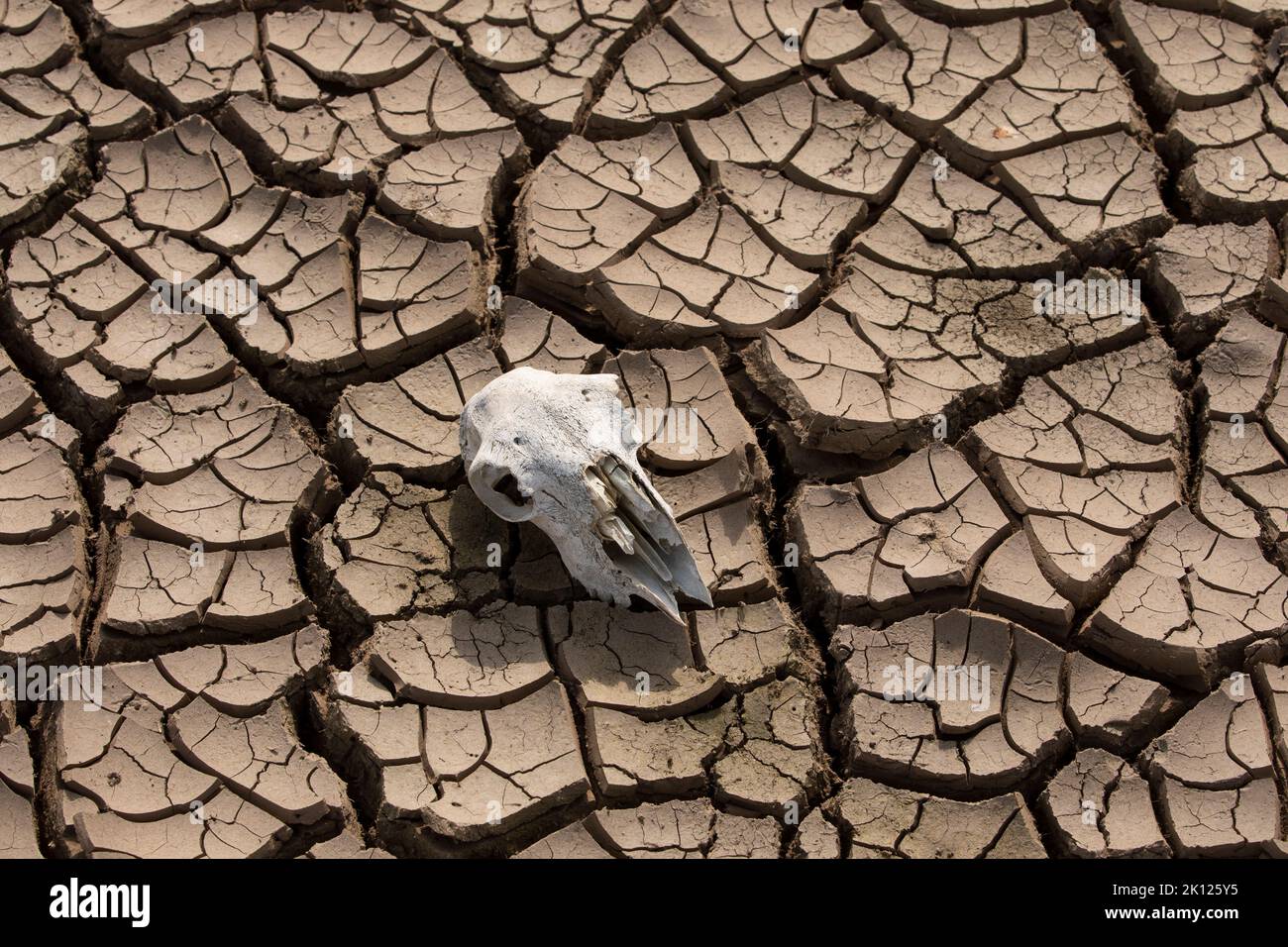 Weathered cattle skull lying in a parched wasteland with cracked earth ...